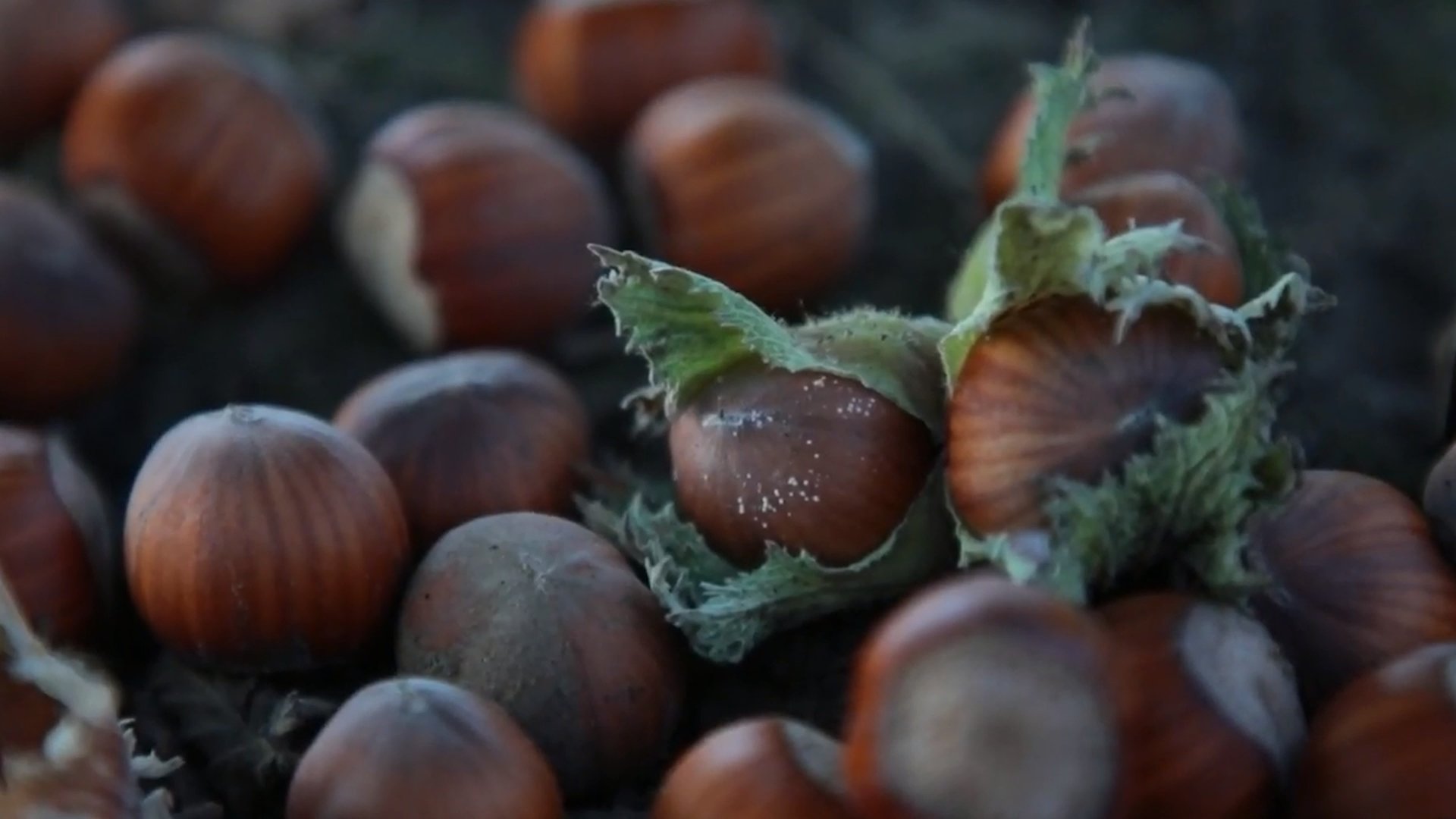 Uticaj rezidbe na rodnost i prinose leske | KTV