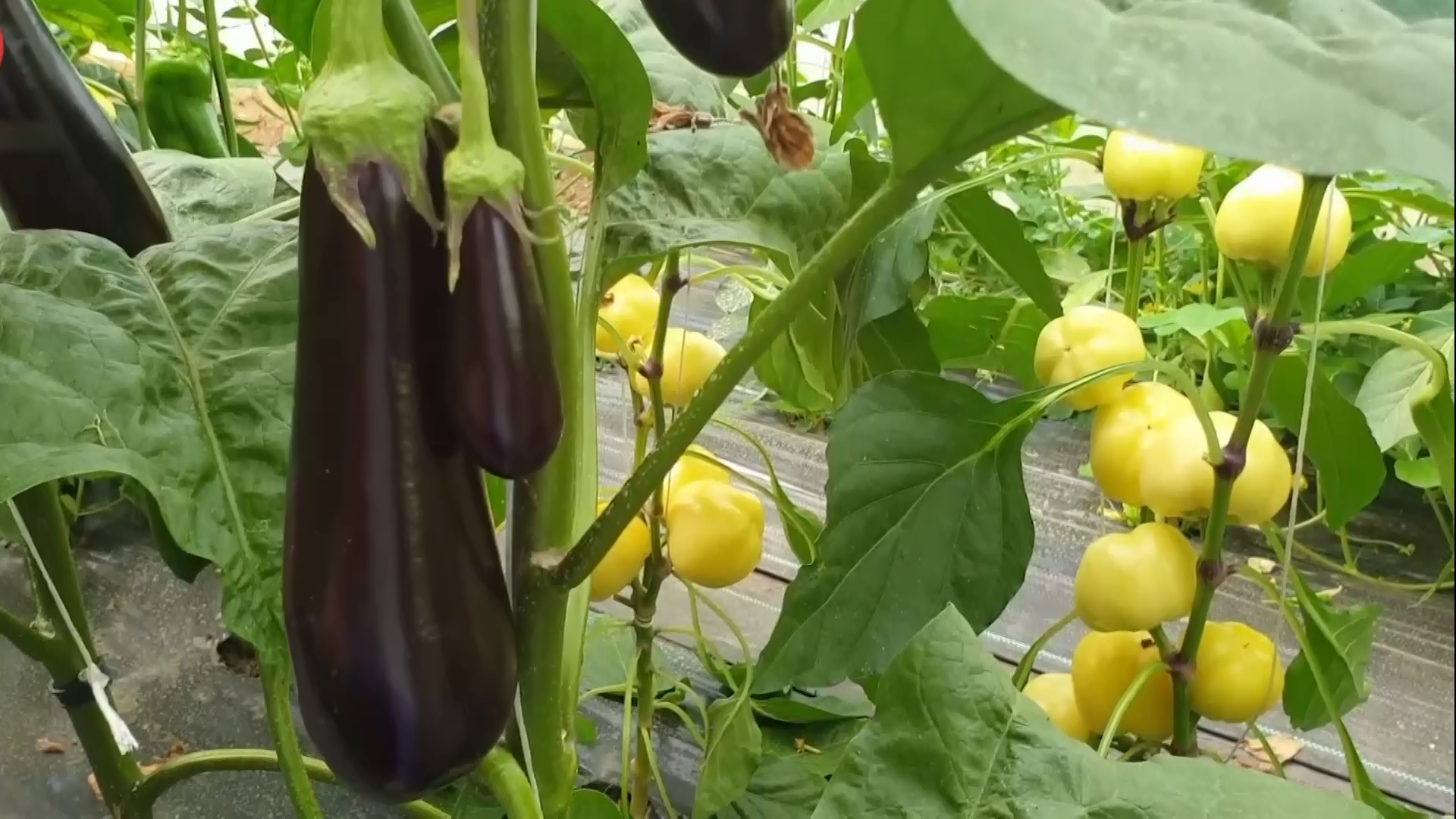 Koji predeli u Srbiji imaju prednost za organsku proizvodnju | KTV