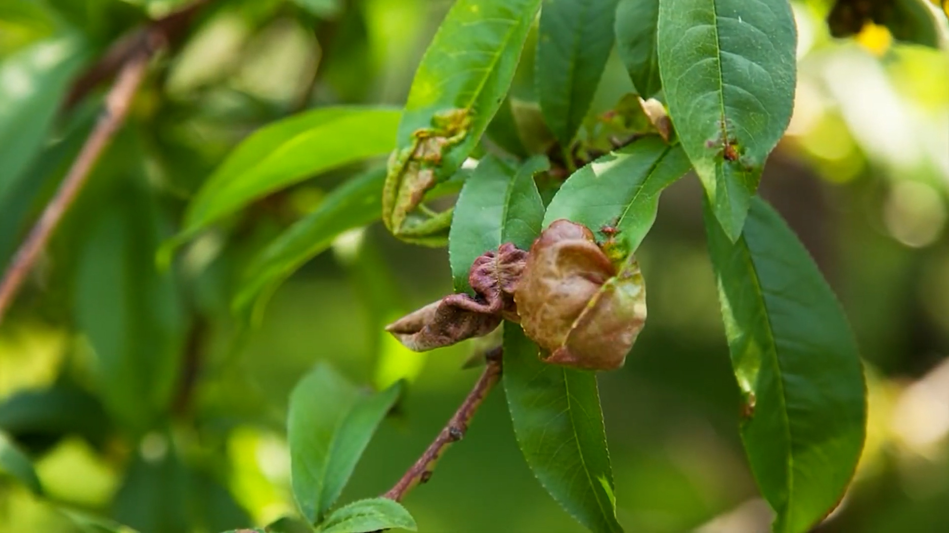 Kovrdžavost lista breskve | KTV