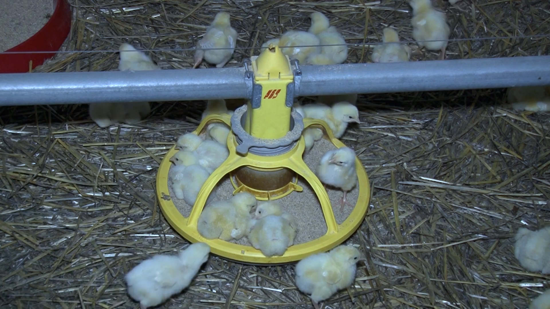 Tov pilića – Priprema prostora, hranjenje, napajanje | KTV