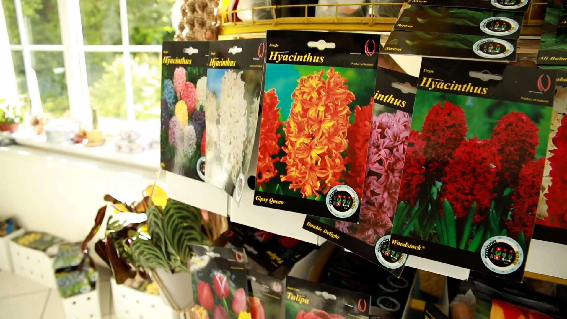 Sadnja lukovica cveća u proleće | KTV