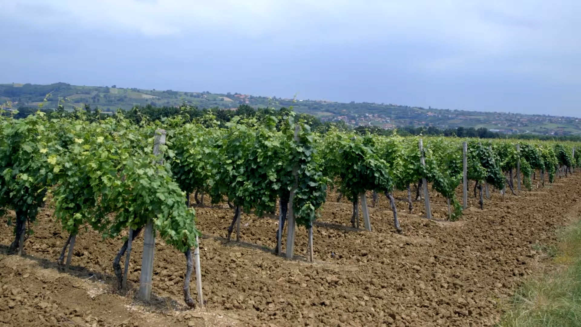 Nega i radovi u vinogradu od aprila do juna | KTV